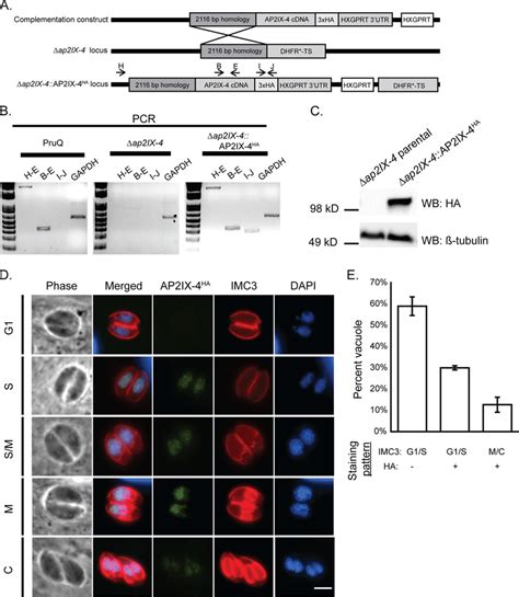 Complementation Of The Ap2ix 4 Knockout A Schematic Illustrating The