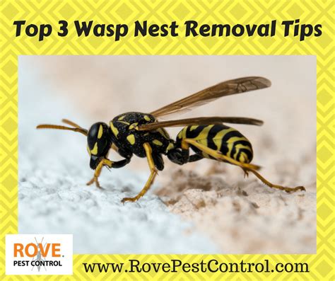 Top 3 Wasp Nest Removal Tips Rove Pest Control