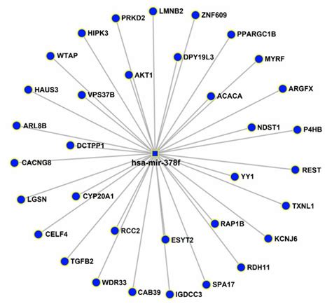 The Interaction Network Of De Mirna And Their Experimentally Validated