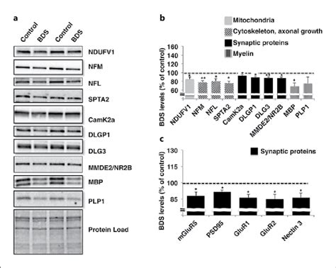 Western Blot Confirmation Of Proteomic Data A Western Blot Gel Showing