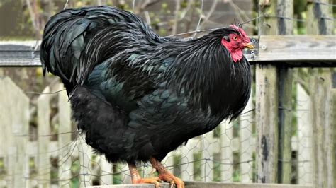 Ayam Australorp Asal Ciri Kelebihan Hingga Harganya Ppg