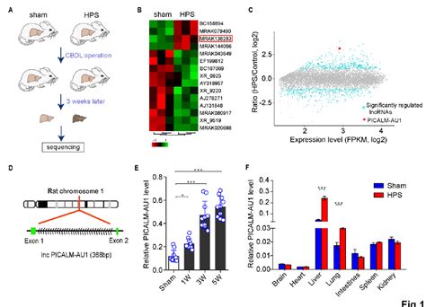 Figure 1 From Cholangiocyte Derived Exosomal Long Noncoding Rna Picalm