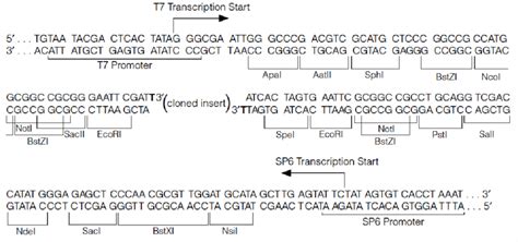 The Promoter And Multiple Cloning Sequence Of The Pgem® T The Promoter