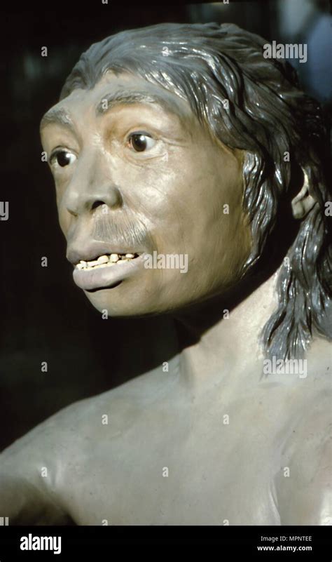 Neanderthal Woman Reconstruction At British Museum National History