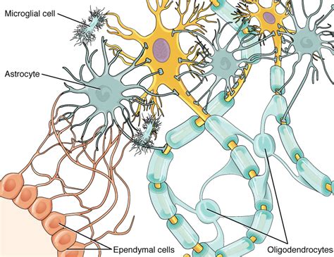 10 1 Neurons And Glial Cells Biology Libretexts