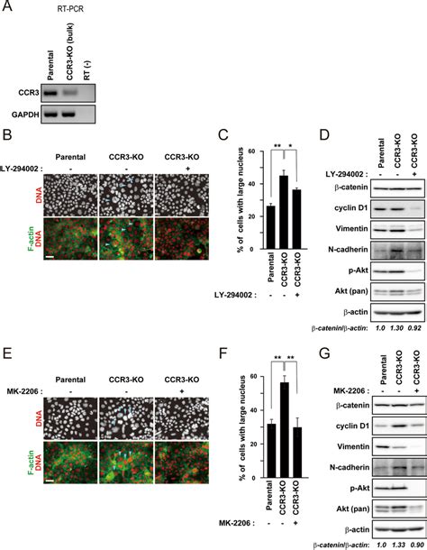 Knock Out Of The Ccr3 Gene In Caco 2 Cells Induces The Formation Of