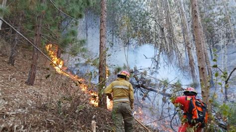Incendios Forestales Destruyen 17 000 Hectáreas De Bosques La Razón