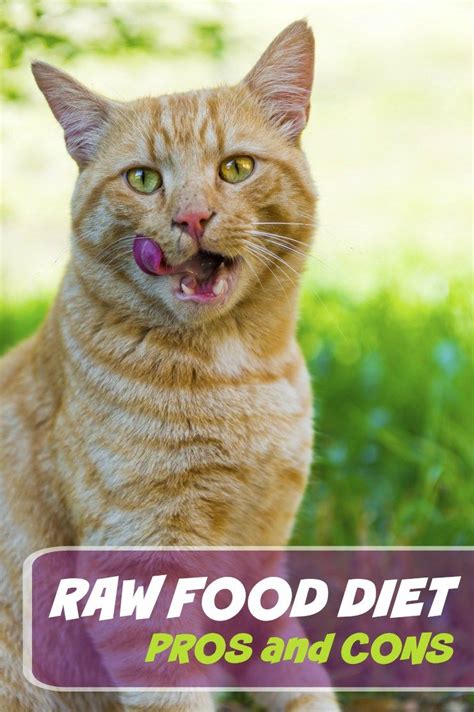 Prepare Raw Food Diet For Cats At Nathaniel Krause Blog