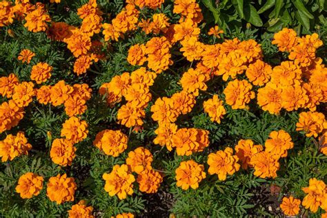 9 Fragrant Plants That Repel Mosquitoes Garden