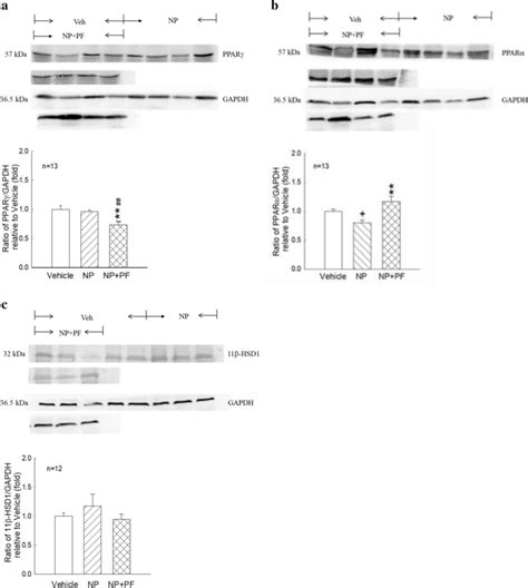 Pparγ Pparα And 11β Hsd1 Protein Expression In The Adipose Tissues