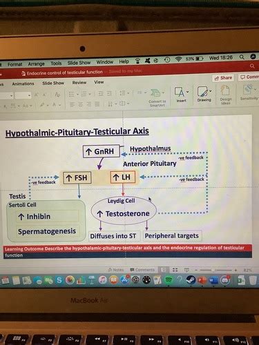 Hormonal Control Of Testicular Function Flashcards Quizlet