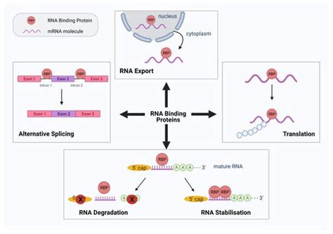 Rna Binding Proteins Rbps Encyclopedia Mdpi
