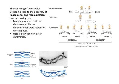 Recombination And Gene Linkage
