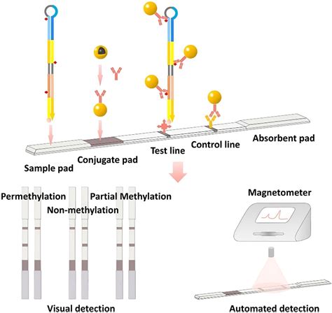 The Schematic Of Dna Methylation Biosensor By Combination Of Isothermal