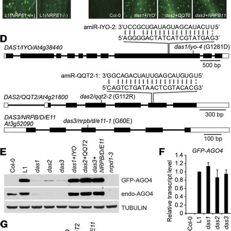 Identification And Characterization Of The Das Mutants Download