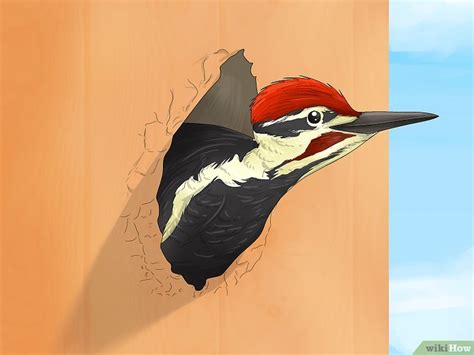 Why Do Woodpeckers Peck Wood 4 Surprising Reasons