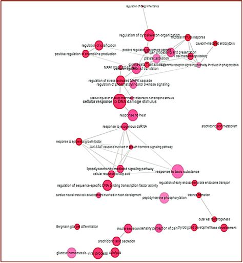 Interactive Graph Showing The Relationship Between Biological Process