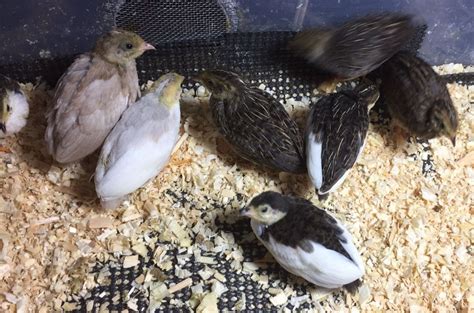 Button Quail Color Identification Backyard Chickens Learn How To