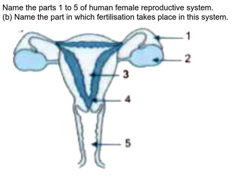 The Diagram Shows Female Reproductive System Name The Parts Labelled A