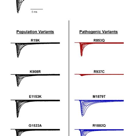 Functional Validation Of A Training Set Of Nav1 2 Variants Average