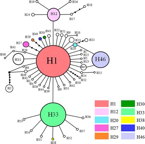 Median Joining Network Constructed Using The Haplotypes Of The