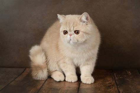ТОП самых ласковых пород кошек милые и добрые породы с описанием