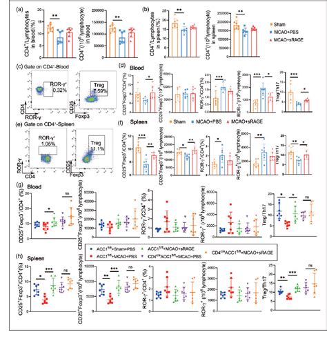 Figure 4 From Rage Mediated T Cell Metabolic Reprogramming Shapes T