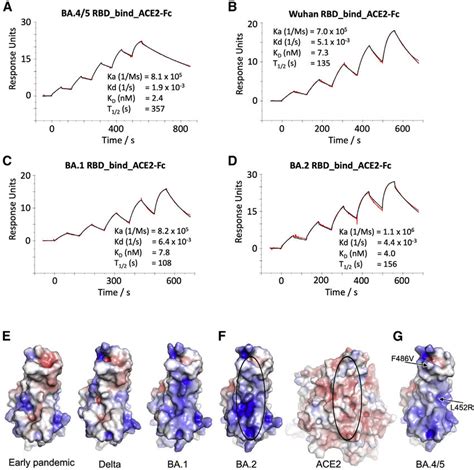Ace2 Rbd Affinity A D Spr Sensorgrams Showing Ace2 Binding Of Ba 4 5