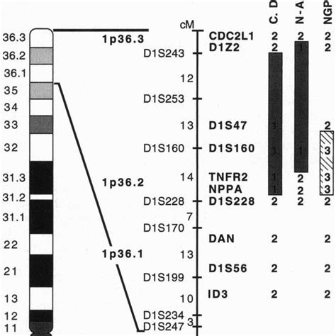Pdf A Region Of Consistent Deletion In Neuroblastoma Maps Within