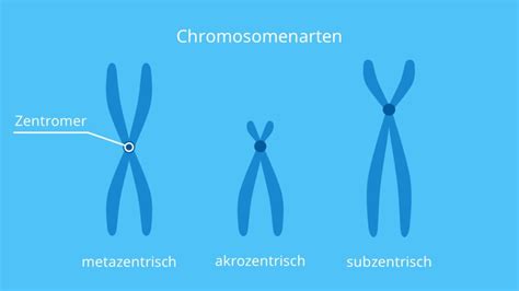 Homologe Chromosomen • Bau Und Funktion · [mit Video]