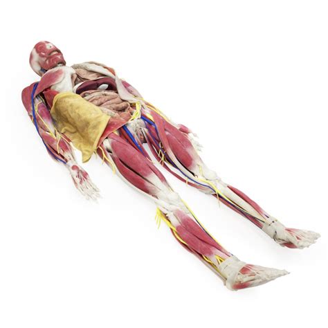 Syndaver® Anatomy Model Syndaver