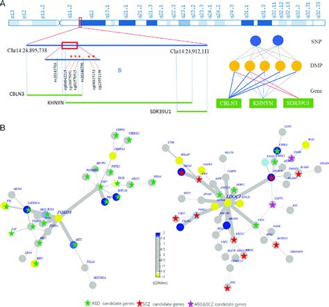 sex differential regulatory network a example of snp