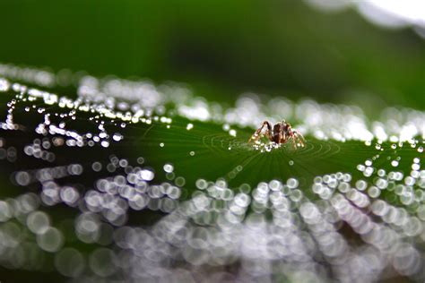 Spiders Spider Web Drops Hd Wallpaper Rare Gallery