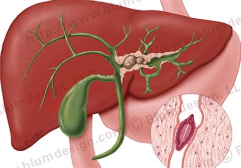 bile ducts anatomy