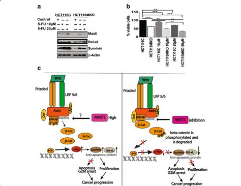 Mastl Imparts Chemoresistance To 5 Fu In Colon Cancer Cell Lines A