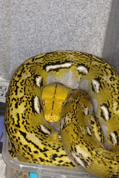 photo gallery reticulated pythons can t