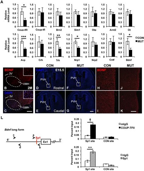 Expression Of Bdnf And Nrp1 Is Reduced In The Coup Tfii Mutant Embryo