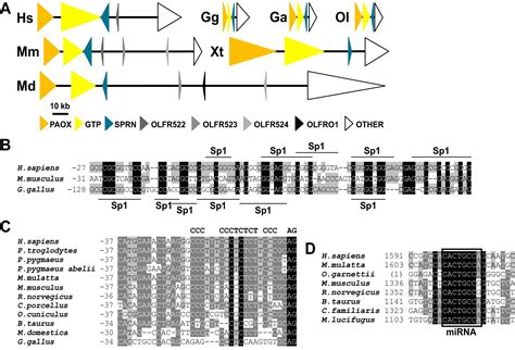 comparative genomic analysis of prion genes bmc genomics full text