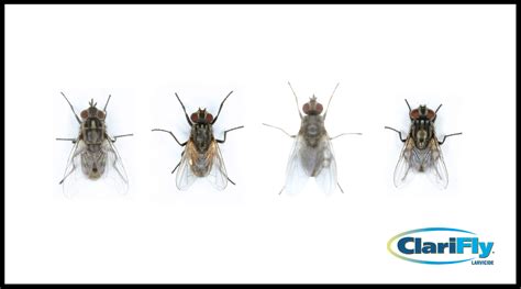 Fly Identification Which Flies Are Bugging Your Herd