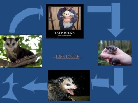 Possum Life Cycle