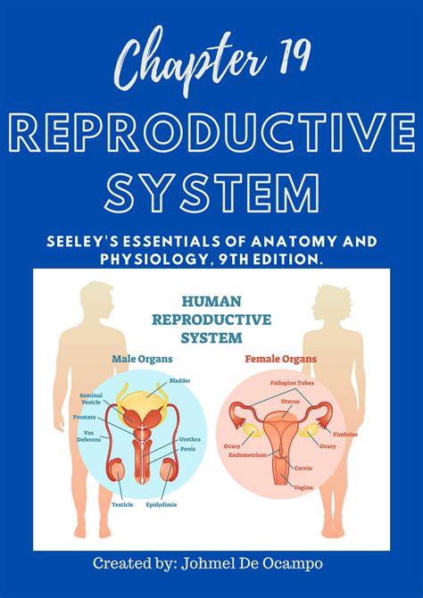 Solution Anatomy Physiology Reviewer Chapter 19 Reproductive System