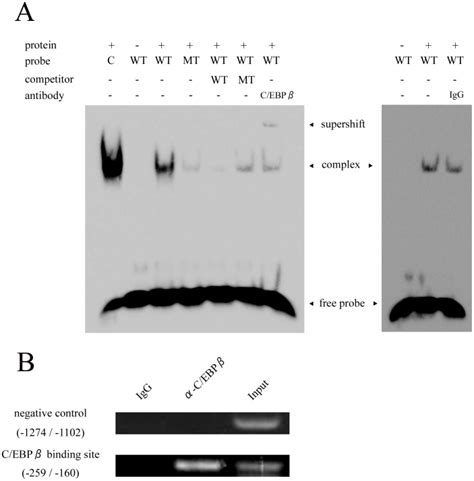 A Emsa For Specific Binding Of C Ebpβ To The Ihh Promoter Consensus