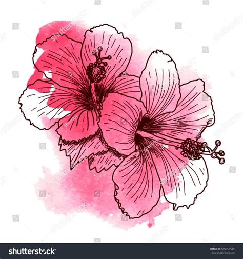 Bouquet Tropical Hibiscus Flowers Hand Drawn Stock Vector Royalty Free