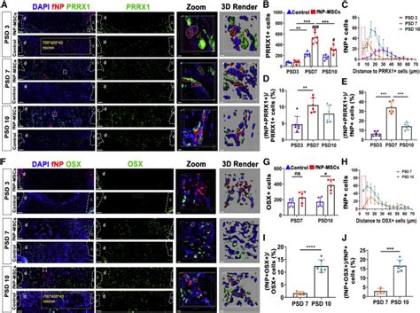 Single Cell Spatiotemporal Analysis Reveals Cell Fates And Functions Of