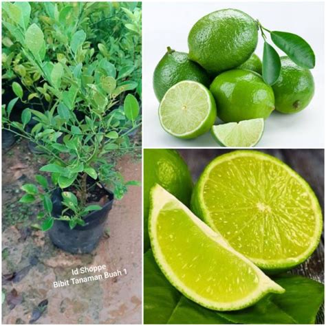 Jual Bibit Jeruk Nipis Jeruk Pecel Shopee Indonesia
