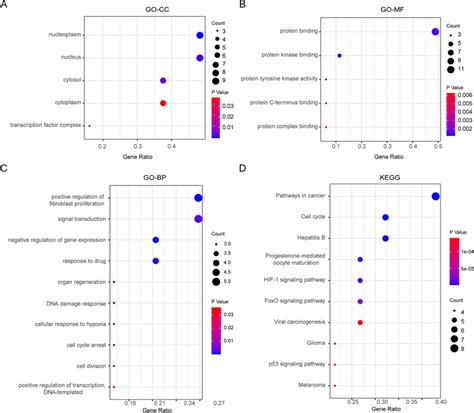 Functional Enrichment Of The Key Target Genes A Enriched Cellular