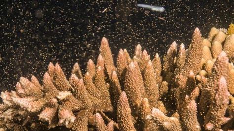Worlds Greatest Live Sex Show Commences On The Great Barrier Reef