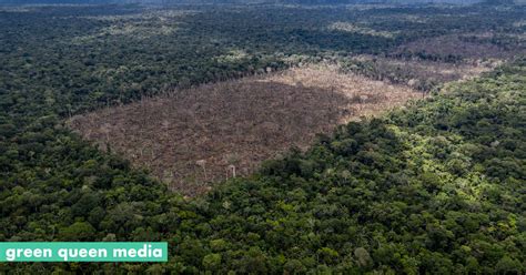 Amazon Rainforest The Devastating Impact Of Brazil S Pro Deforestation