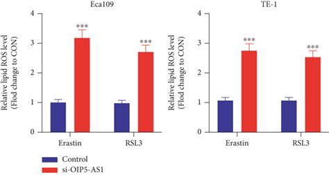 Oip5 As1 Knockdown Promoted Ferroptosis And Inhibited The Progression