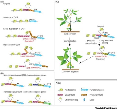 How Noncoding Open Chromatin Regions Shape Soybean Domestication